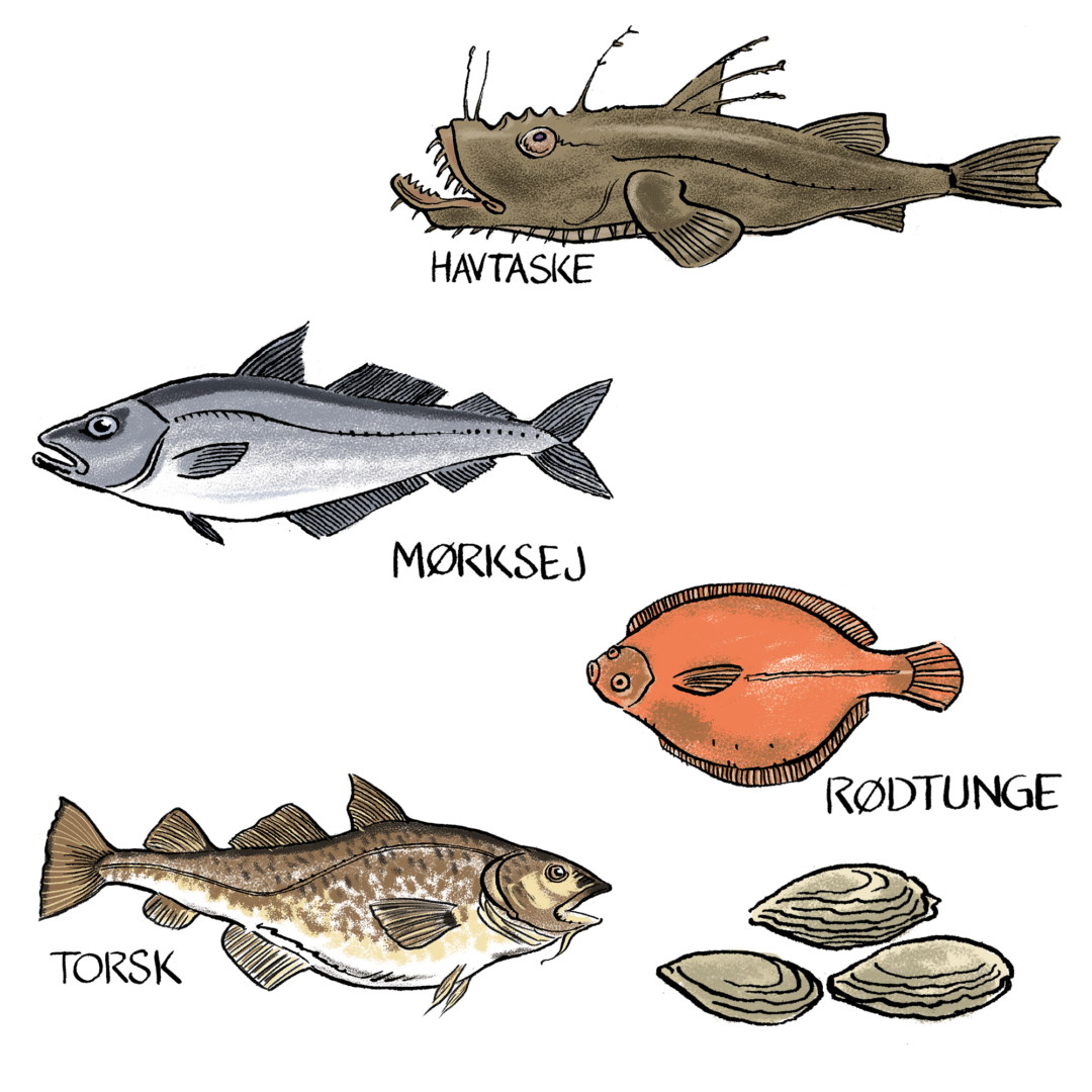 MSC - Min Far er Fisker - Victoria og verdensmålene